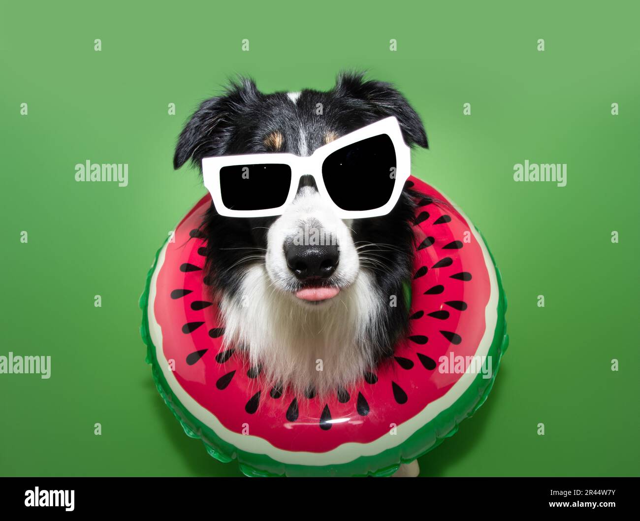Portrait dog pet summer. Oberder collie inside of a ring float ...