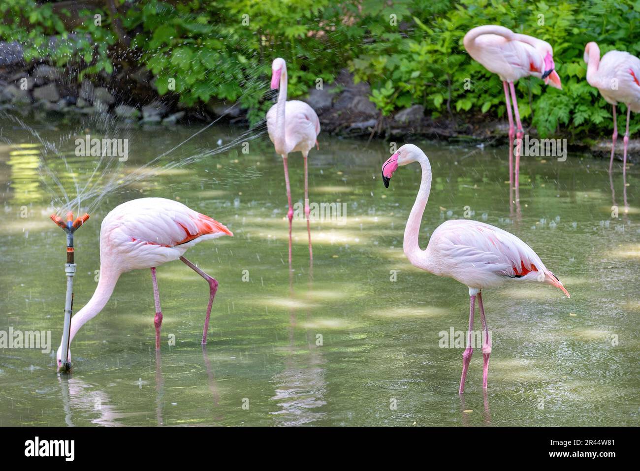 Flock flamingos resting on shore hi-res stock photography and images ...