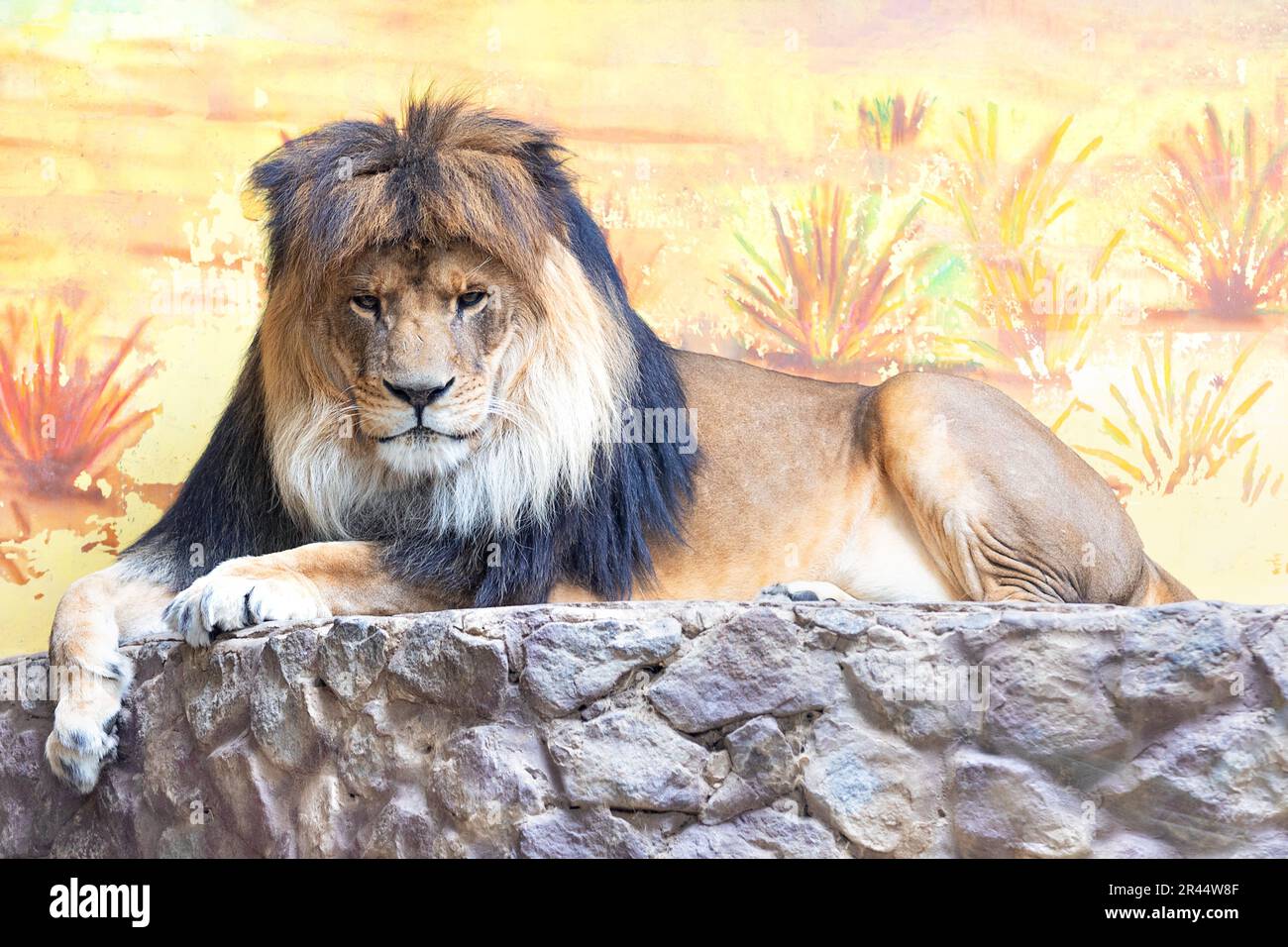 The lion lies with a mighty mane on a stone deck and sleepily looks ...