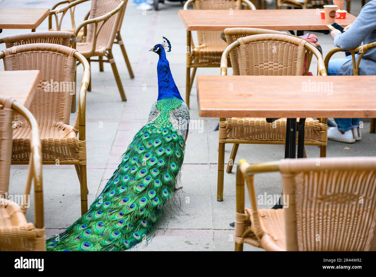 Hamburg, Germany. 26th May, 2023. A peacock stands between chairs and ...