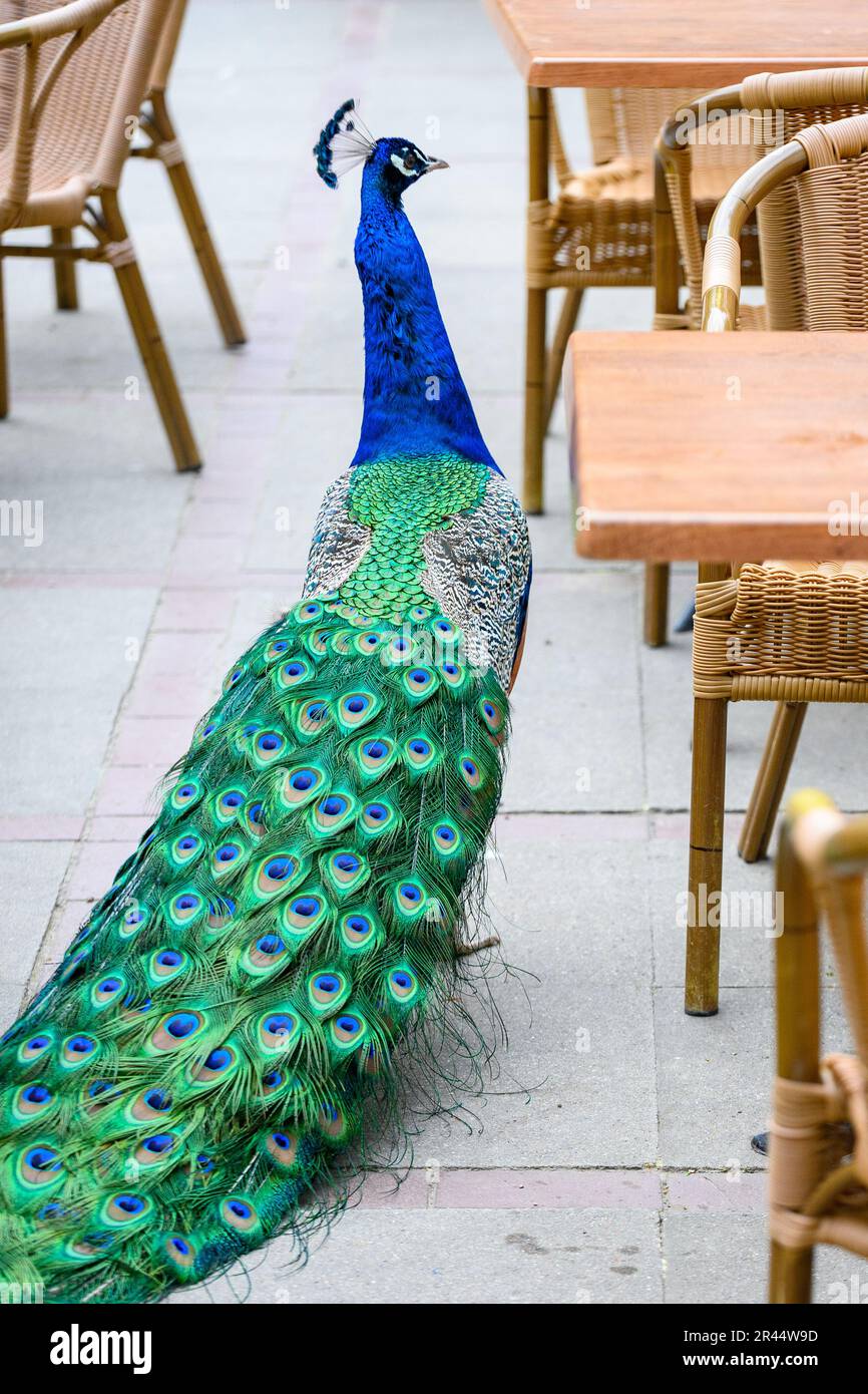 Hamburg, Germany. 26th May, 2023. A peacock stands between chairs and ...