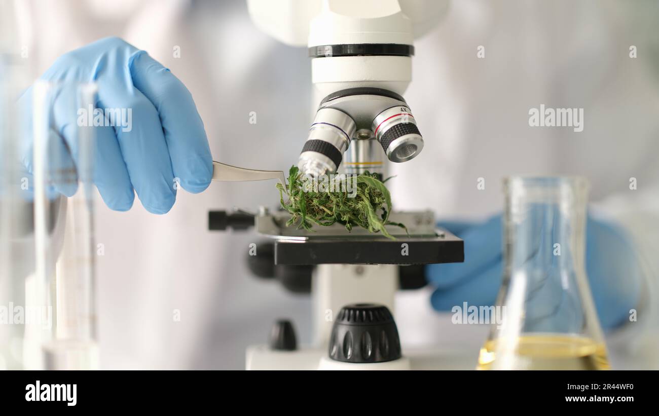 Chemist examining dry marijuana leaves under microscope in laboratory ...