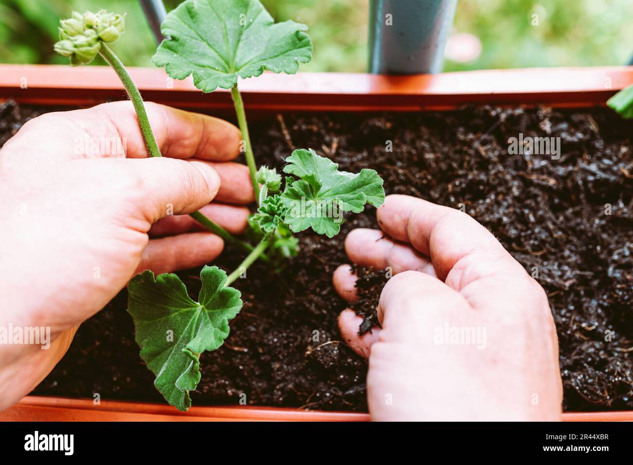 Mulching garden ecology hi-res stock photography and images - Alamy