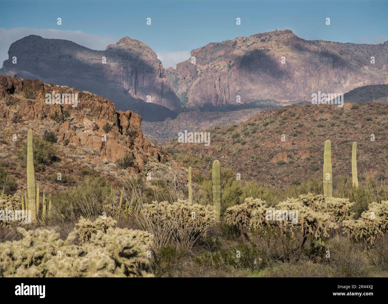 Scenic landscape of Sonoran Desert, the Green Desert, Organ Pipe Cactus ...