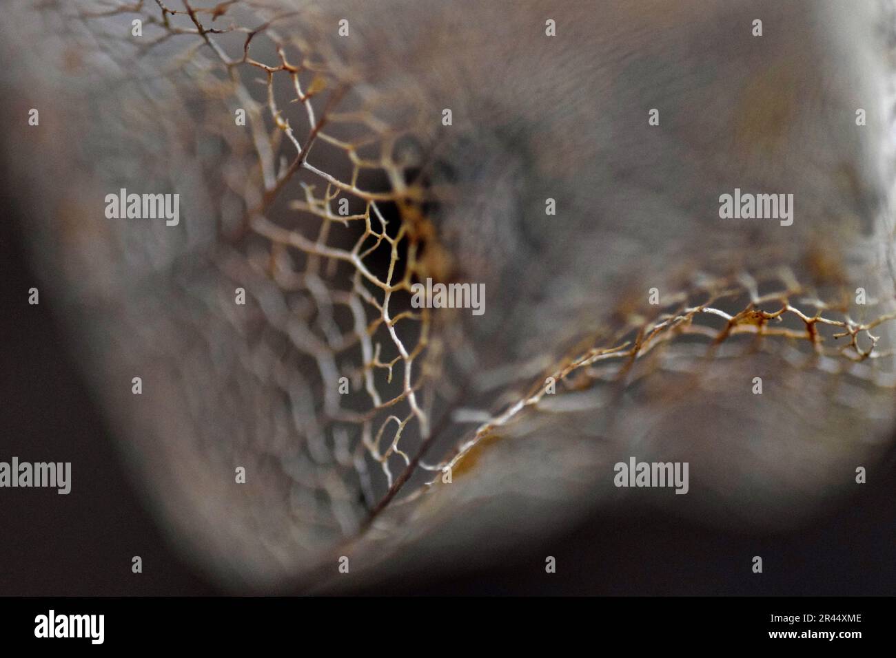 Physalis alkekengi, chinese lantern skeleton seed pod Stock Photo - Alamy