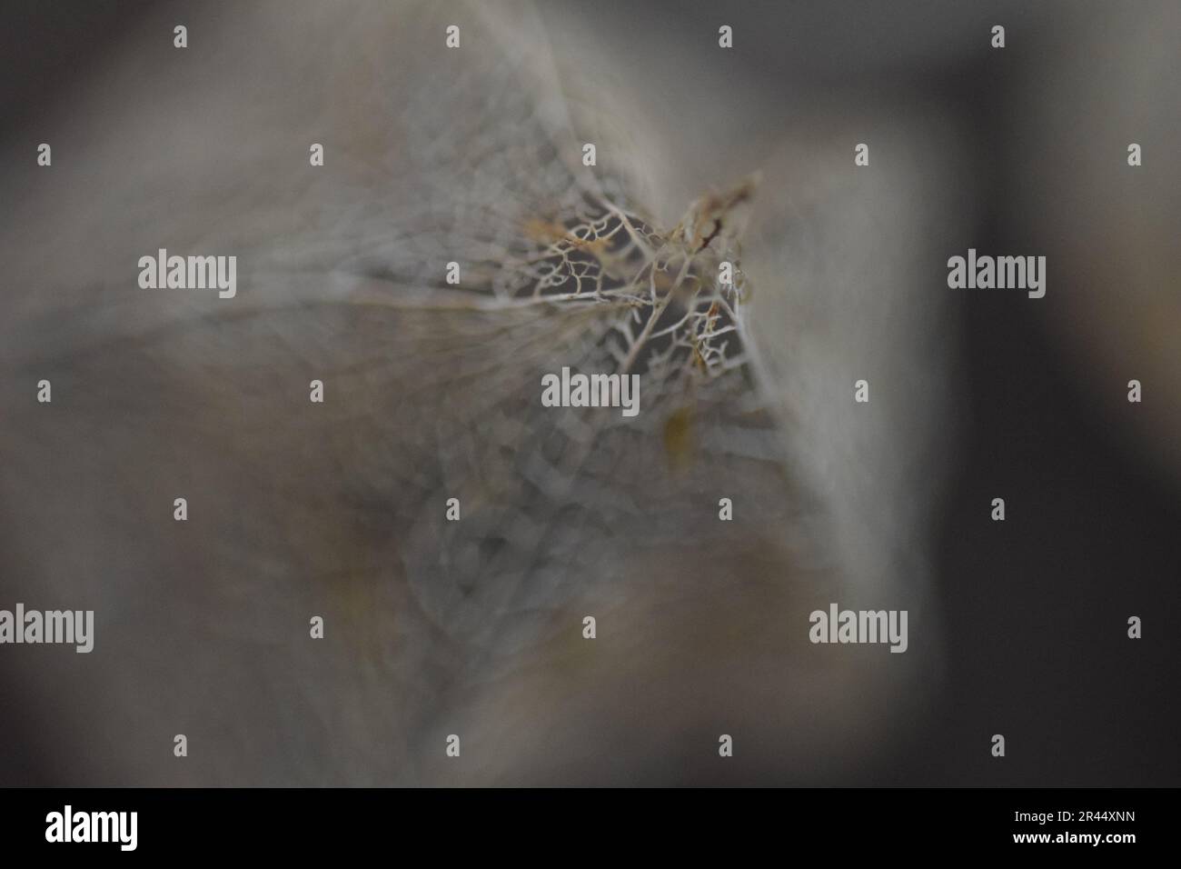 Physalis alkekengi, chinese lantern skeleton seed pod Stock Photo - Alamy