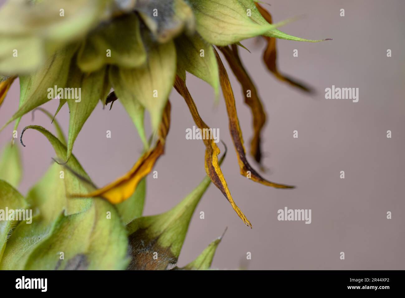 Dying plant concepts hi-res stock photography and images - Alamy