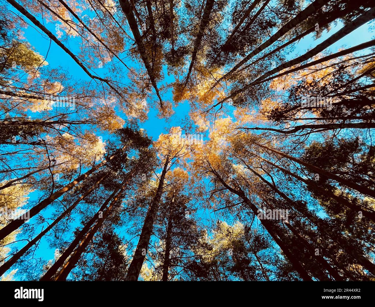 Serene view tall trees reaching hi-res stock photography and images - Alamy