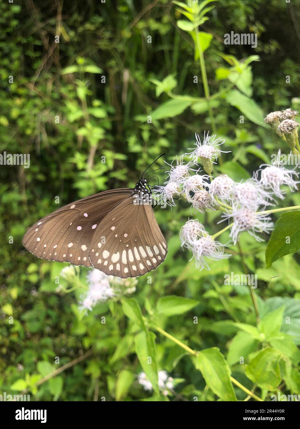 A crow brown and white butterfly on white flower in the garden Stock ...