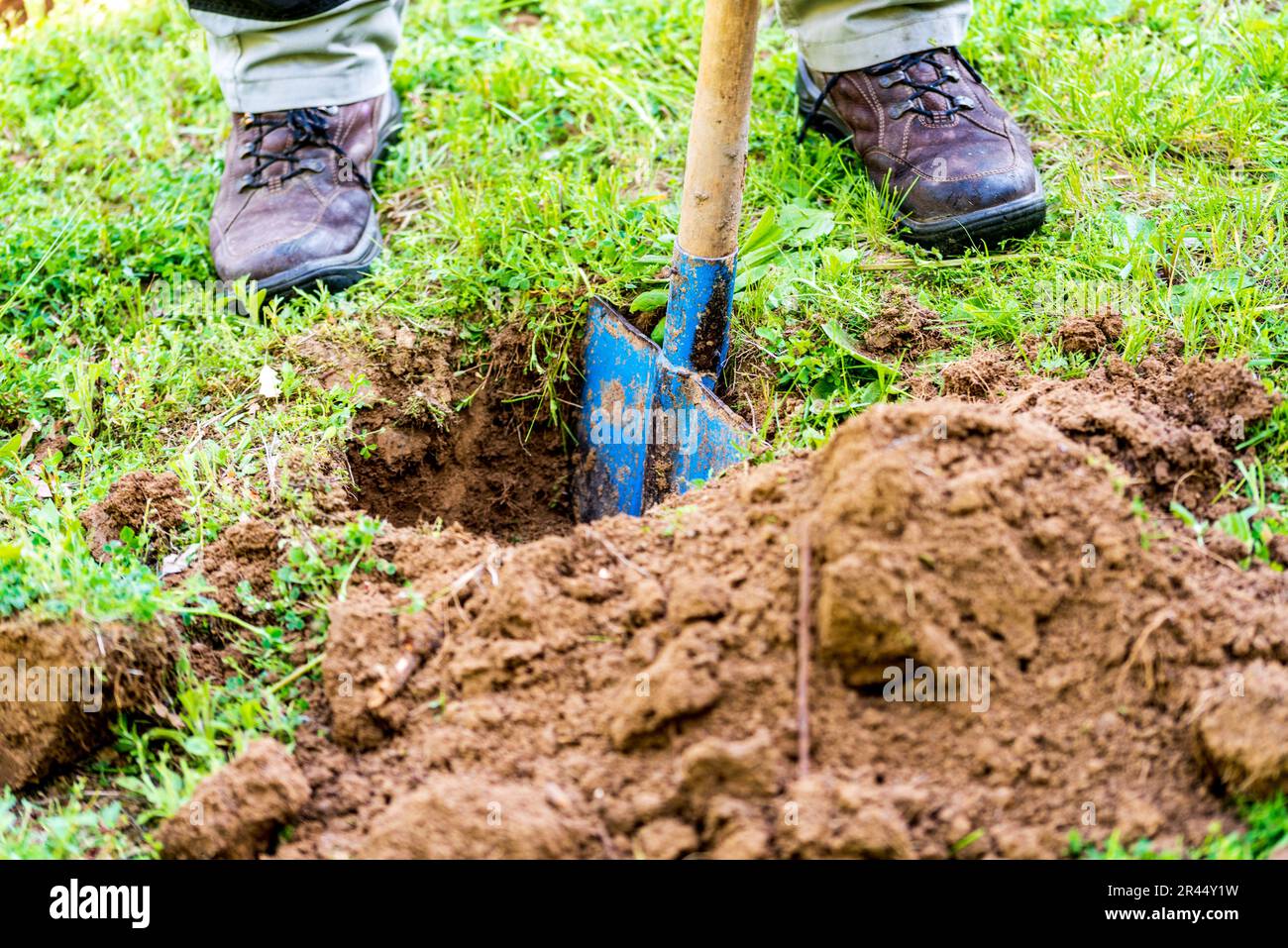 Man in gray work clothes digging hole with shovel to plant bushes in ...