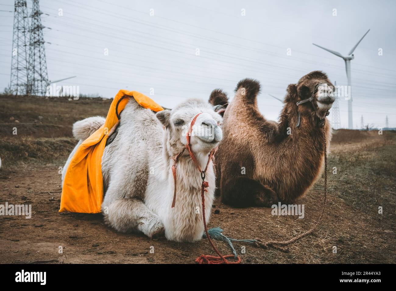 Two camels in a desert setting with a view of wind turbines in the ...