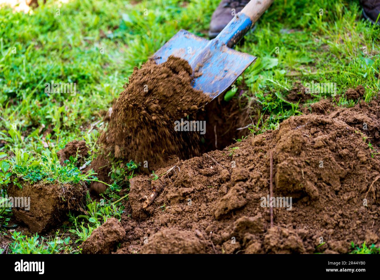 Man in gray work clothes digging hole with shovel to plant bushes in ...
