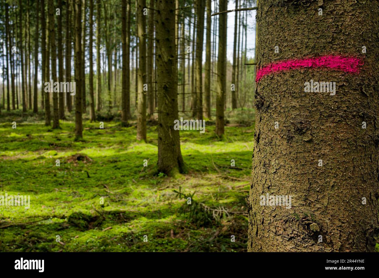 A lush forest landscape with emerald green moss carpeting the ground ...