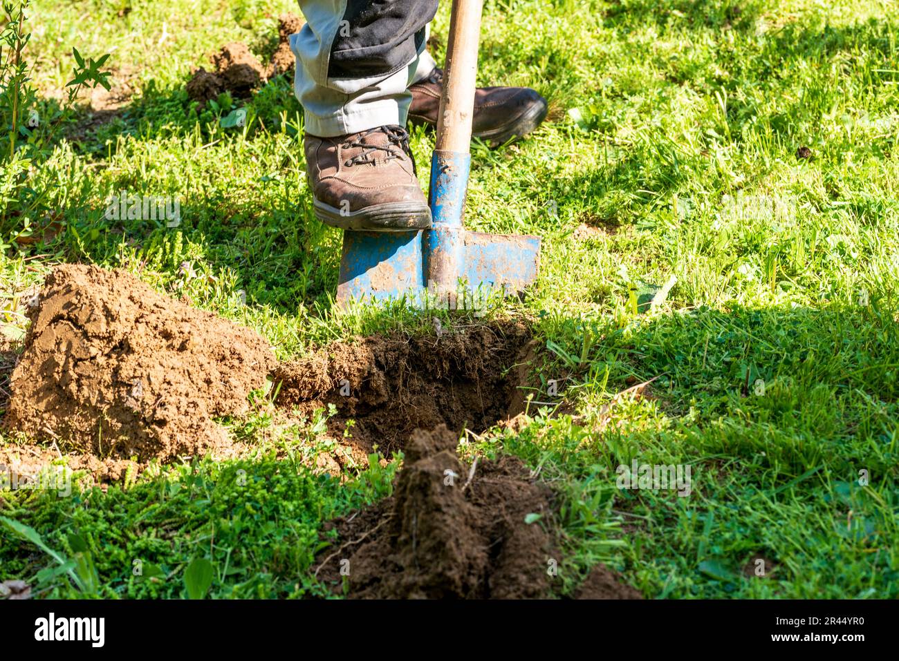 Man in gray work clothes digging hole with shovel to plant bushes in ...