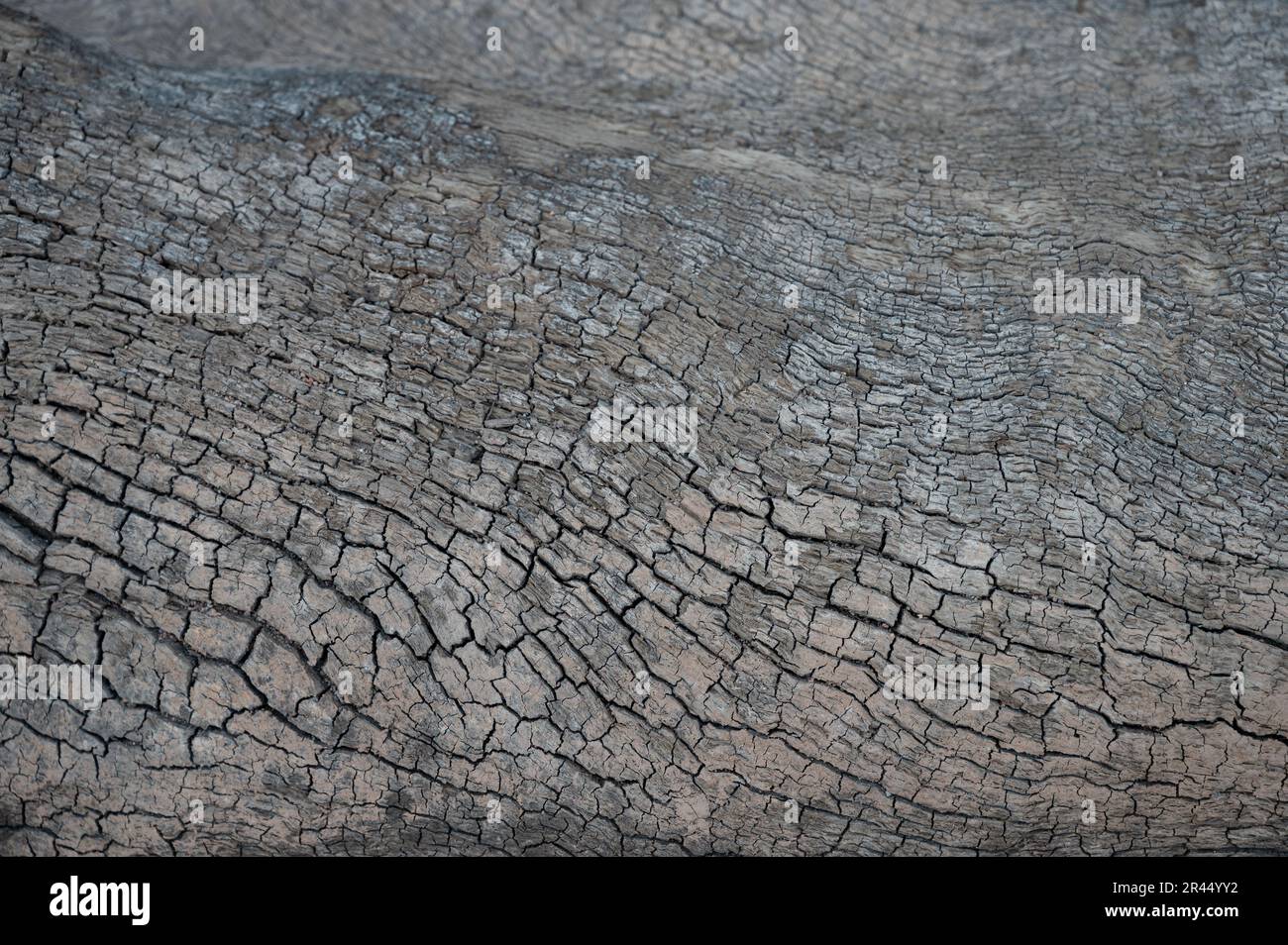 Detail of the texture of an old cracked wooden trunk Stock Photo - Alamy
