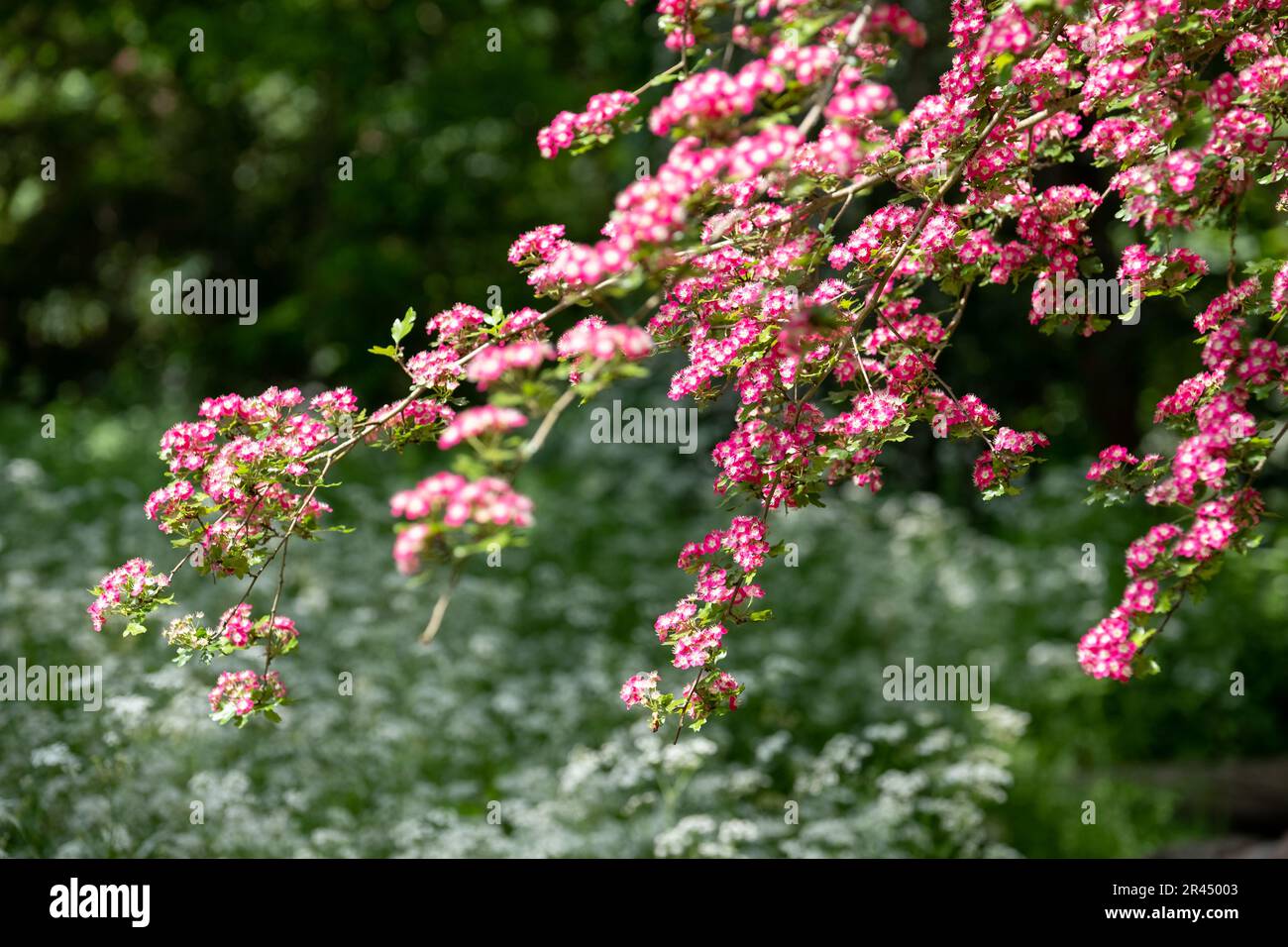 Hawthorn tree in bloom in May with bright pink red flowers ...