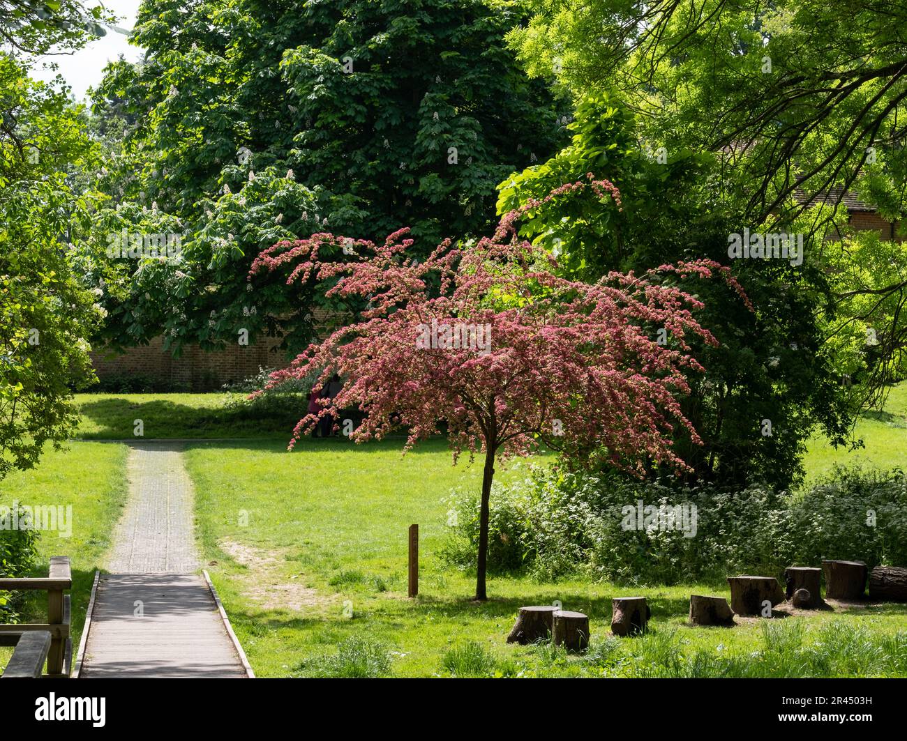 Hawthorn tree in bloom in May with bright pink red flowers ...