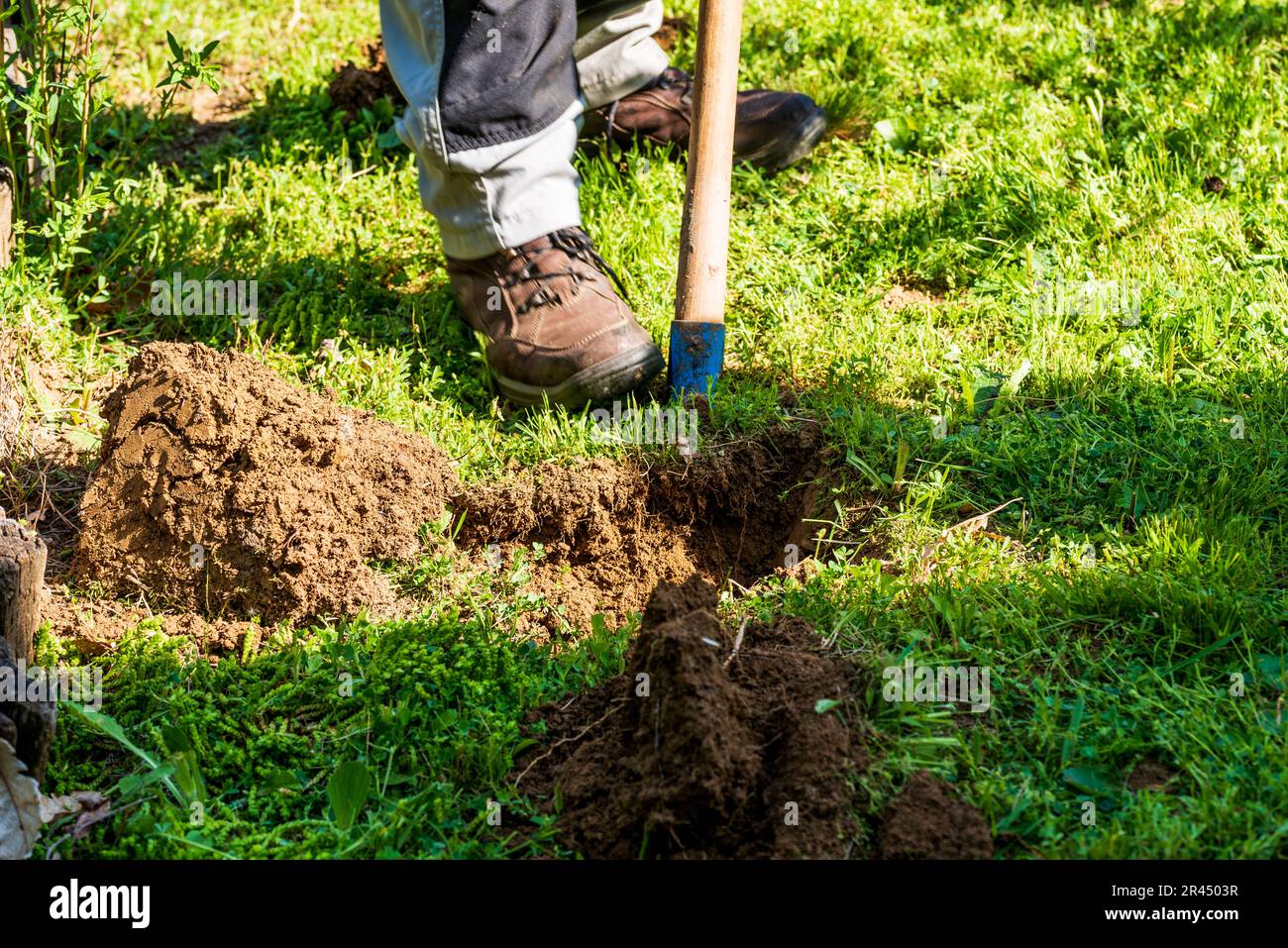 Man in gray work clothes digging hole with shovel to plant bushes in ...