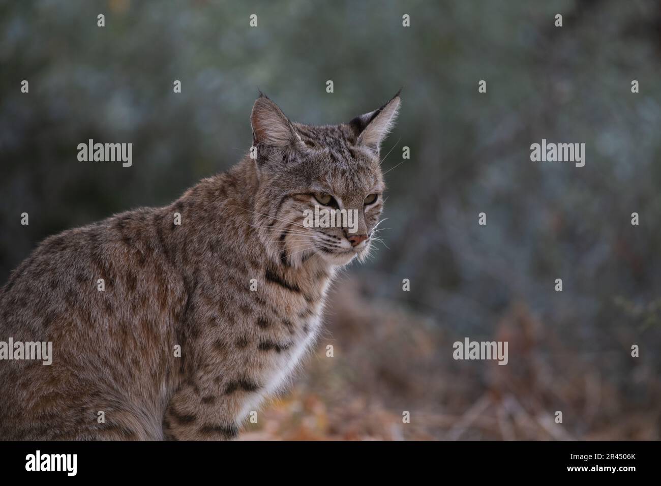 Bobcat sitting in the desert Stock Photo - Alamy