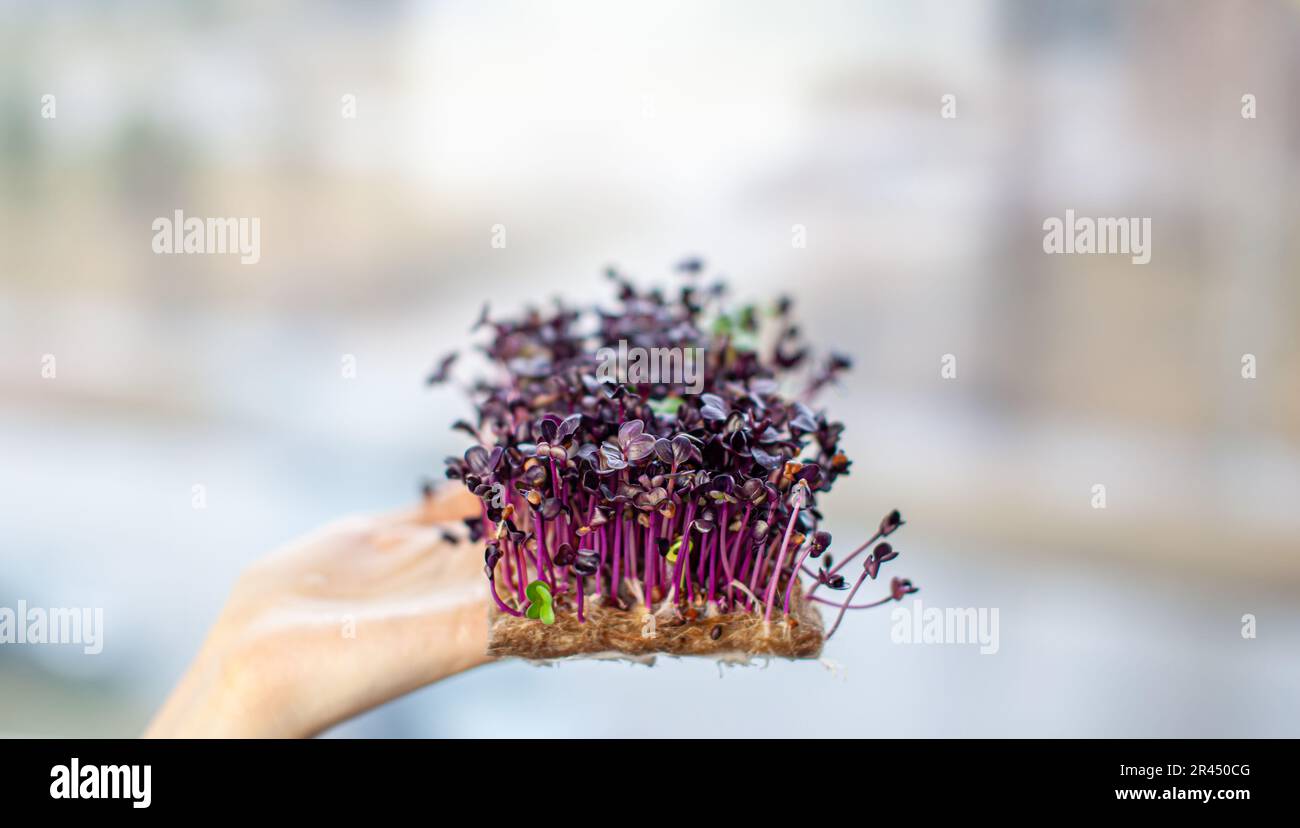 Micro-green radish sprouts in your hand. Sprouted radish seeds, Micro ...