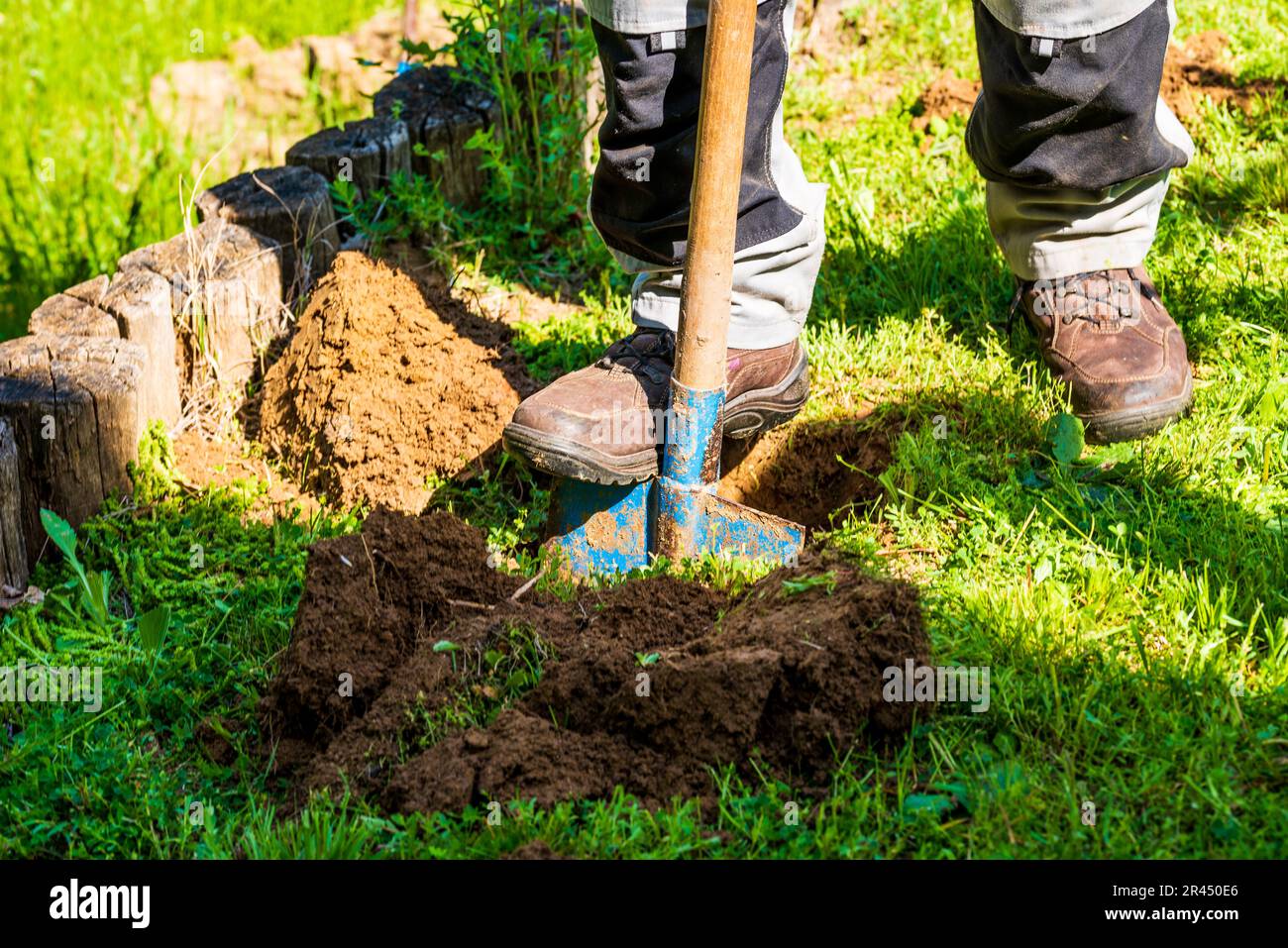 Man in gray work clothes digging hole with shovel to plant bushes in ...