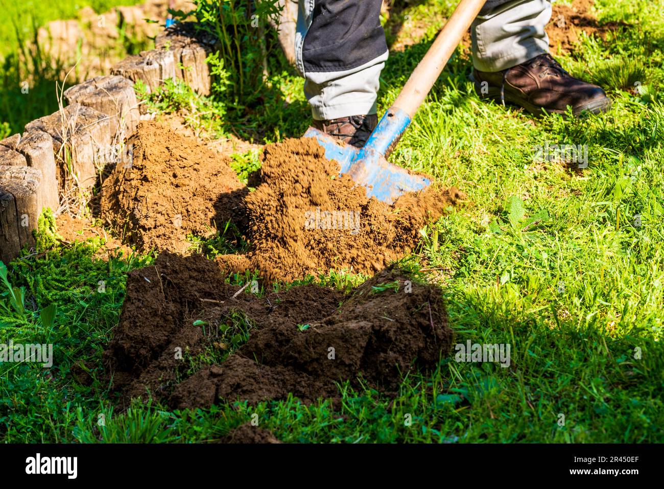 Man in gray work clothes digging hole with shovel to plant bushes in ...