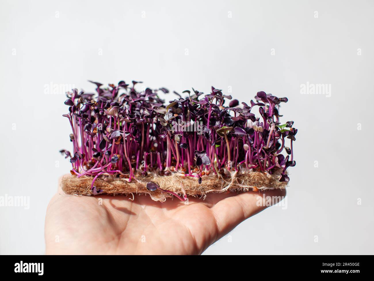 Micro-green radish sprouts in your hand. Sprouted radish seeds, Micro ...