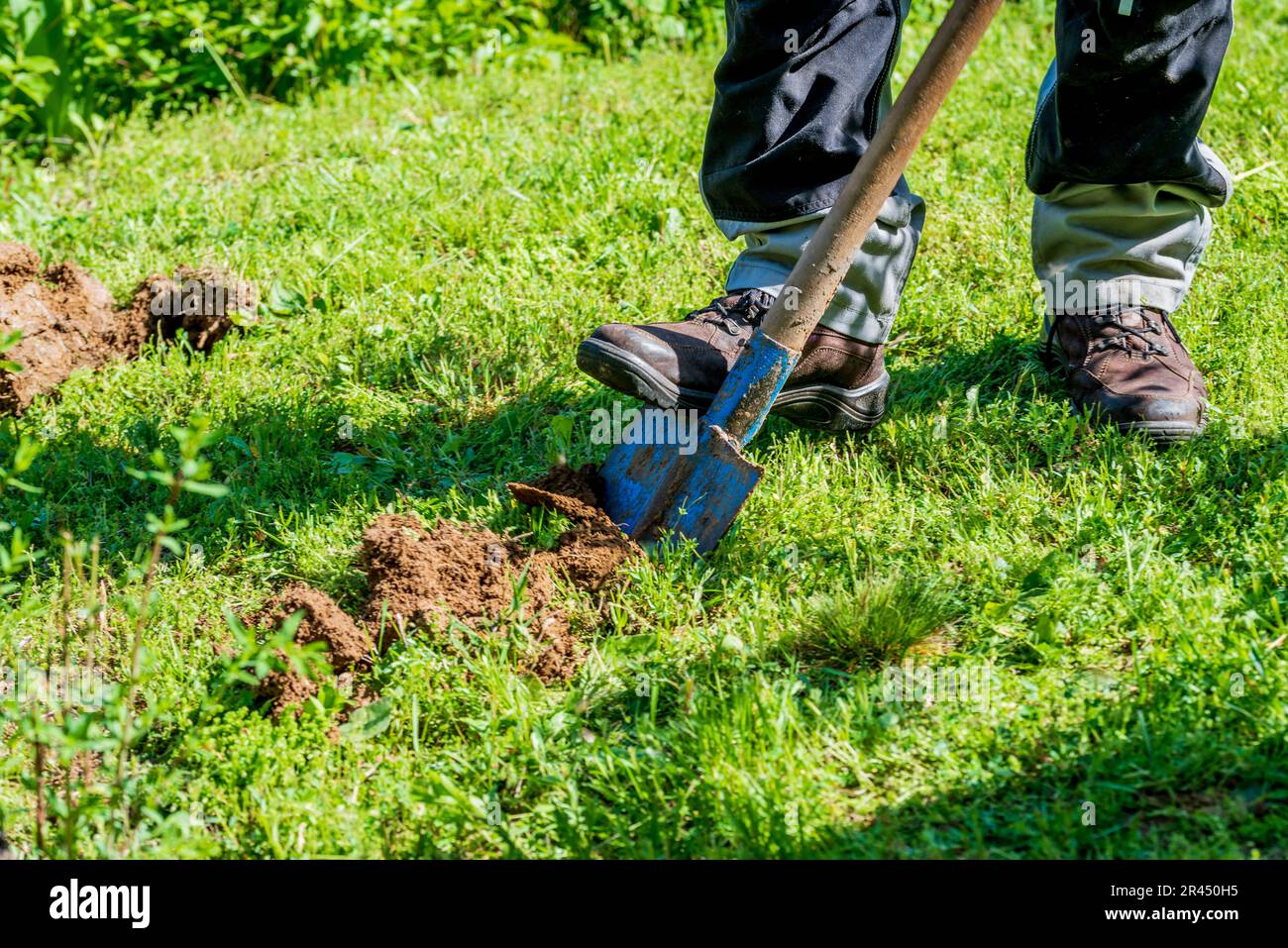 Man in gray work clothes digging hole with shovel to plant bushes in ...
