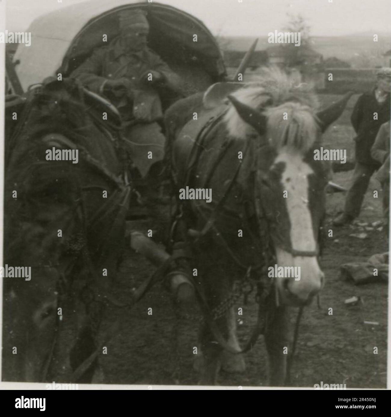 Gunter Alquen (Leibstandarte Adolf Hitler, Greece 1941), an SS ...