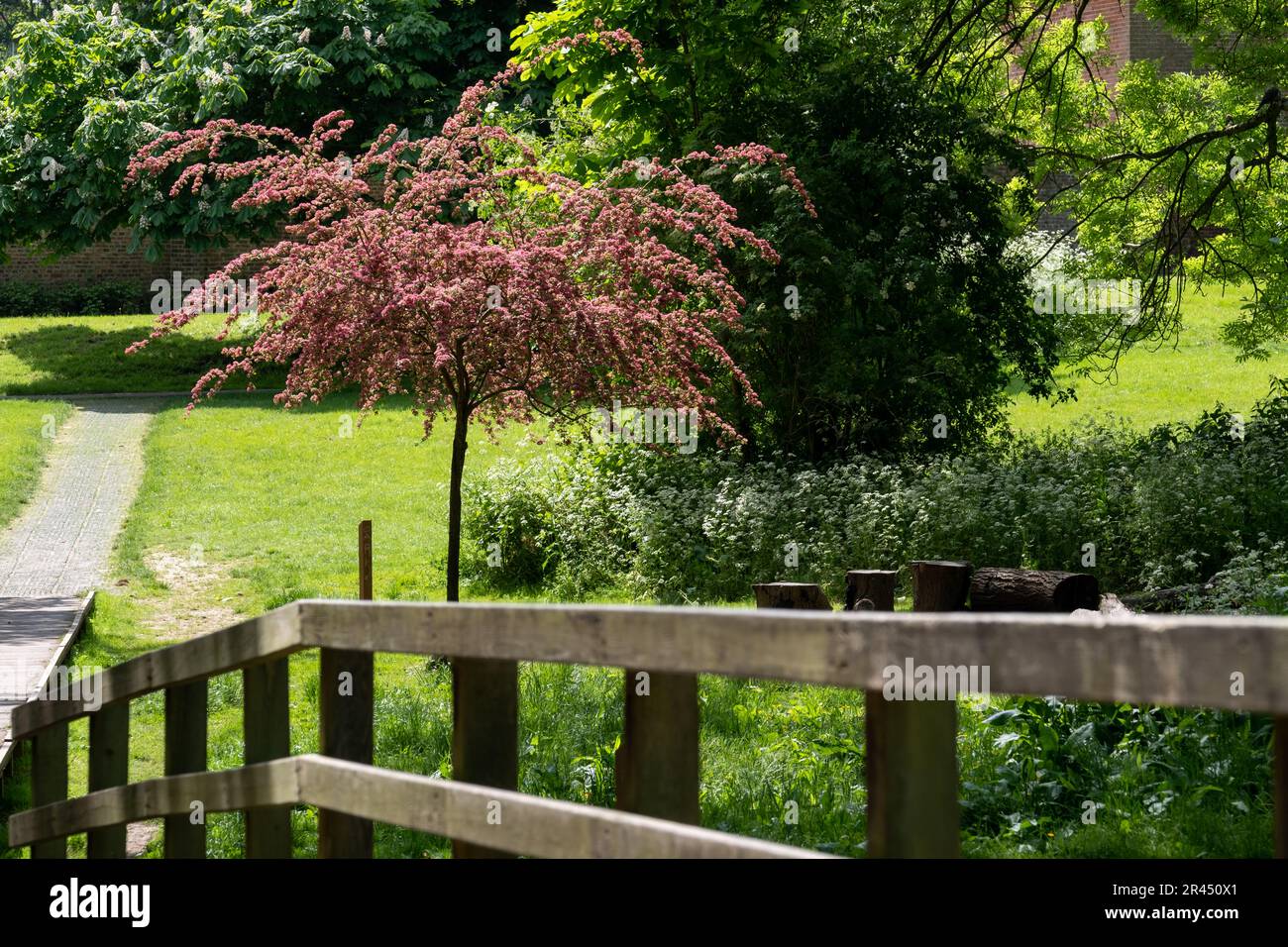 Hawthorn tree in bloom in May with bright pink red flowers ...