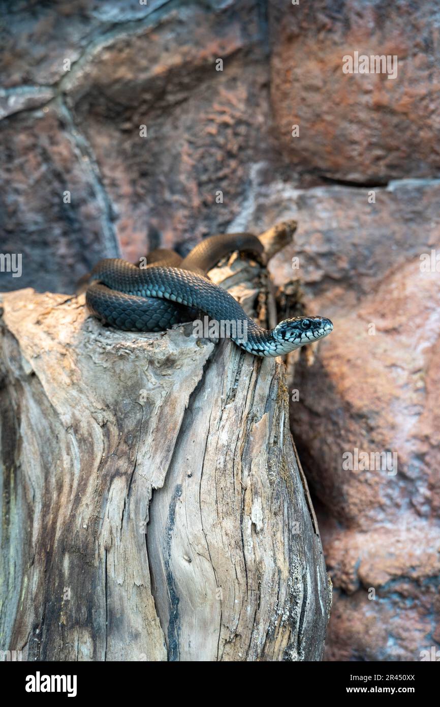 A vivid green snake on decomposing wooden log, located in a zoo ...