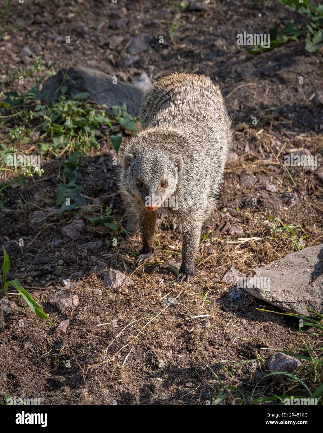A small furry Mongoose on a dry earthy terrain amongst jagged rocks ...
