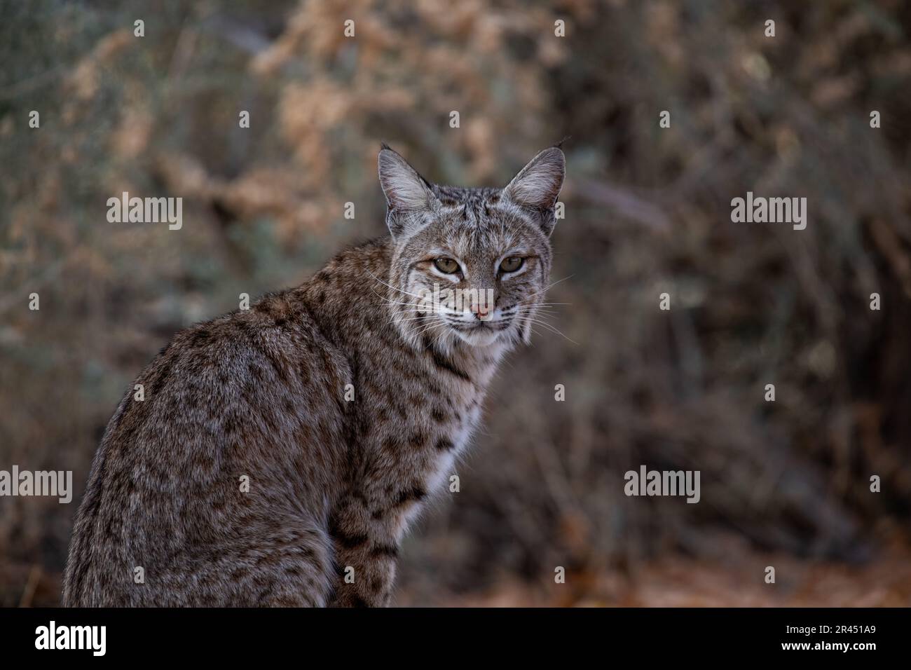 Bobcat sitting in the desert Stock Photo - Alamy