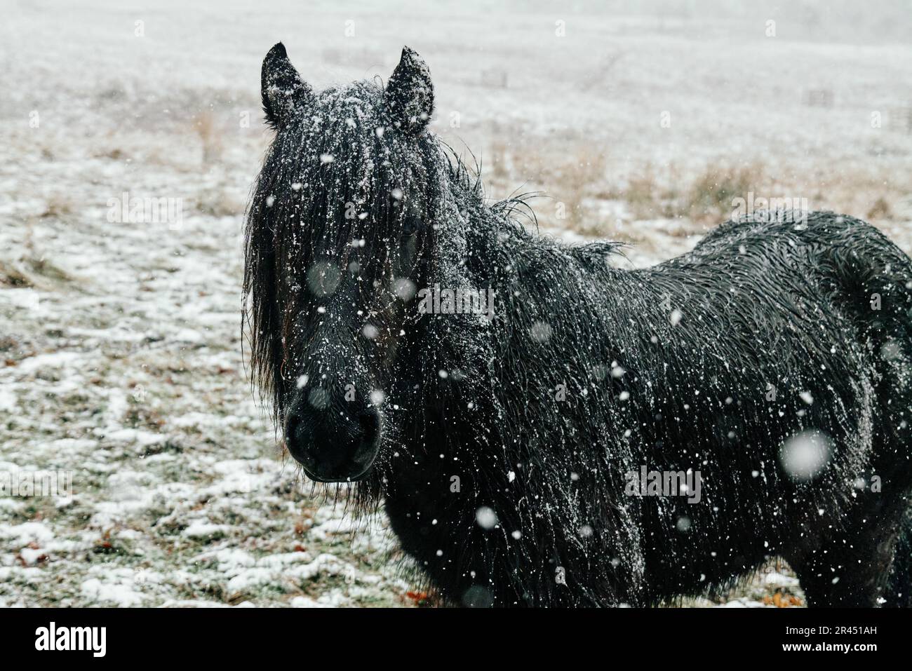 Fell pony black hi-res stock photography and images - Alamy