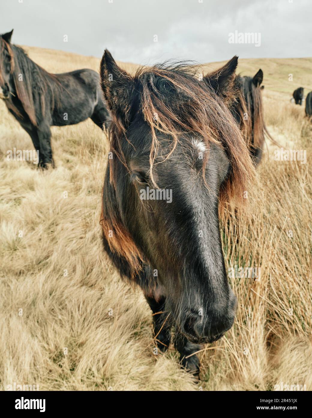 A group of Fell ponies grazing in a golden meadow Stock Photo - Alamy