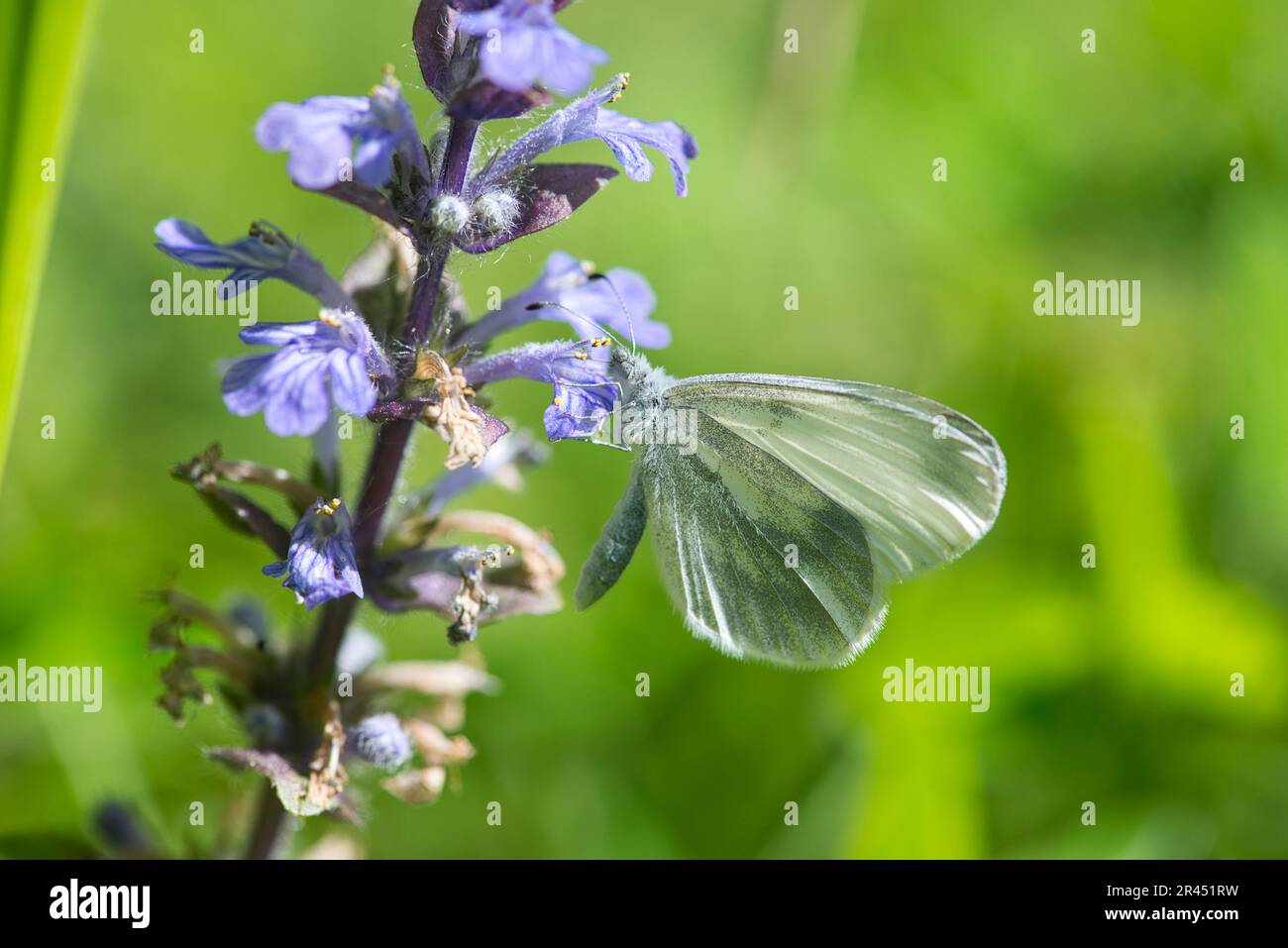 Wood white butterfly (Leptidea sinapis), underside of adult feeding on ...