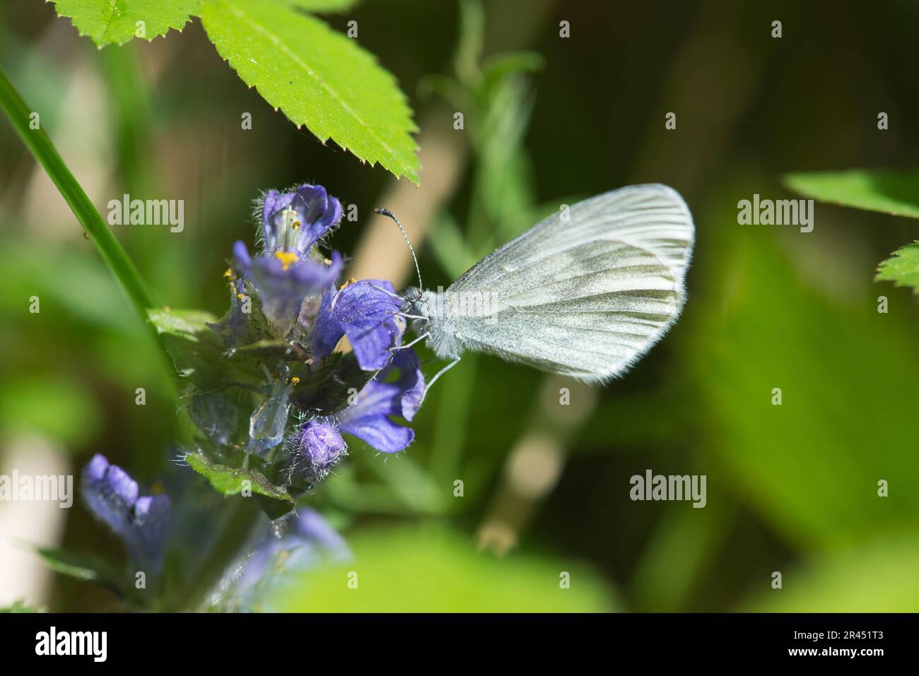 Wood white butterfly (Leptidea sinapis), underside of adult feeding on ...