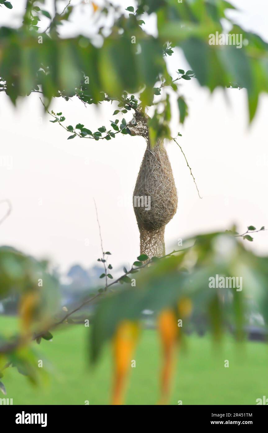 Terminalia ivoriensis hi-res stock photography and images - Alamy