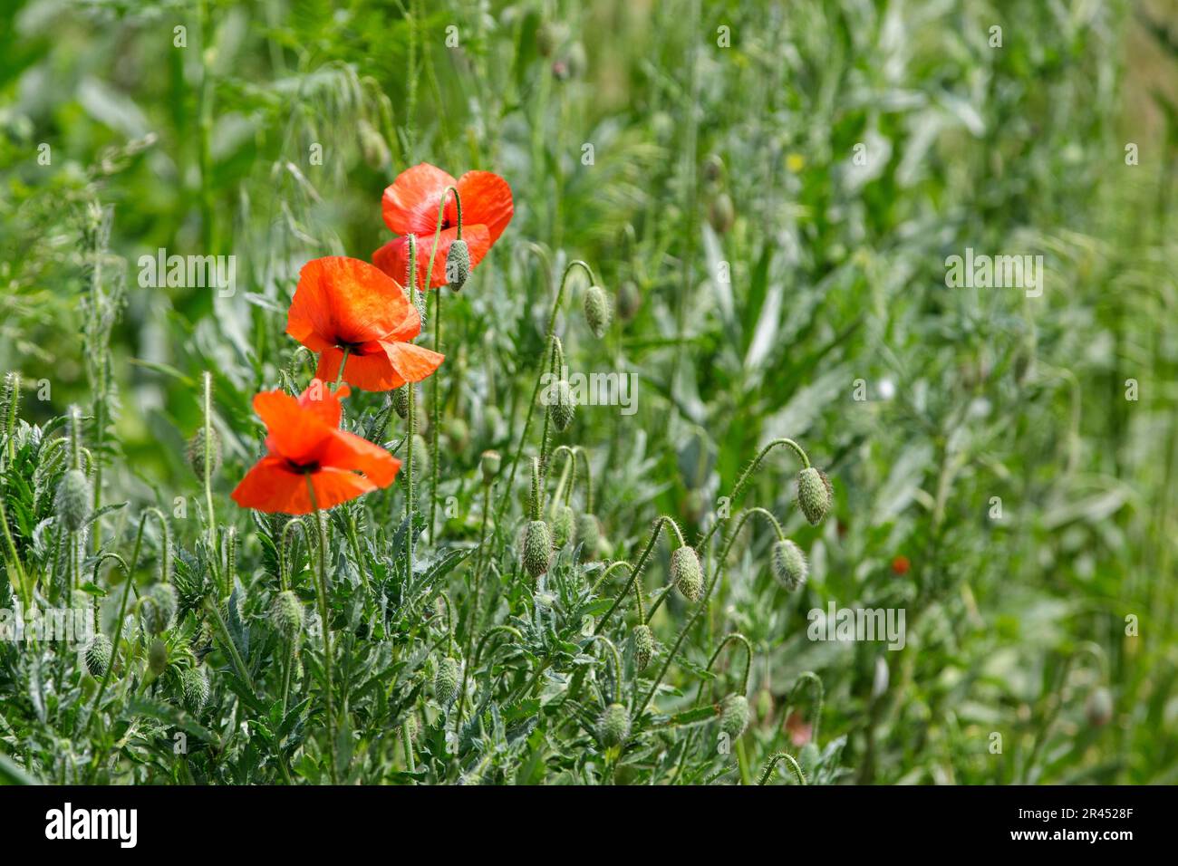 Red poppy flowers bright wildflowers hi-res stock photography and ...