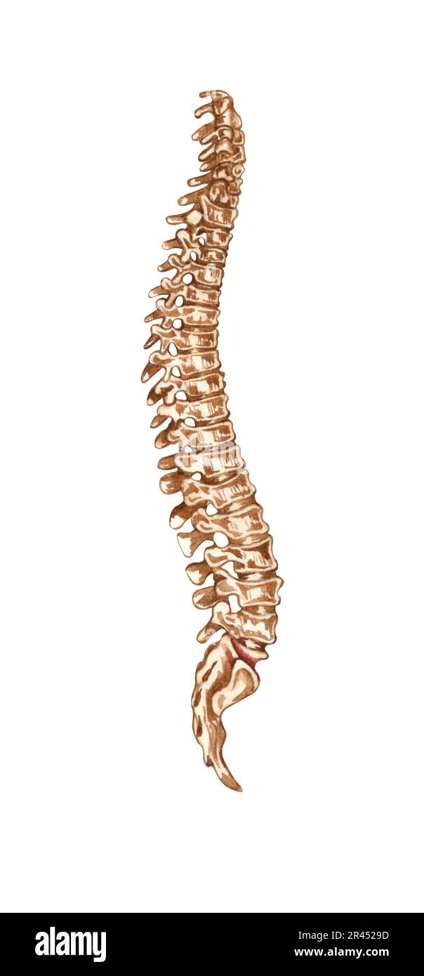 Watercolor human skeleton structure. Spine Anatomy and medicine ...