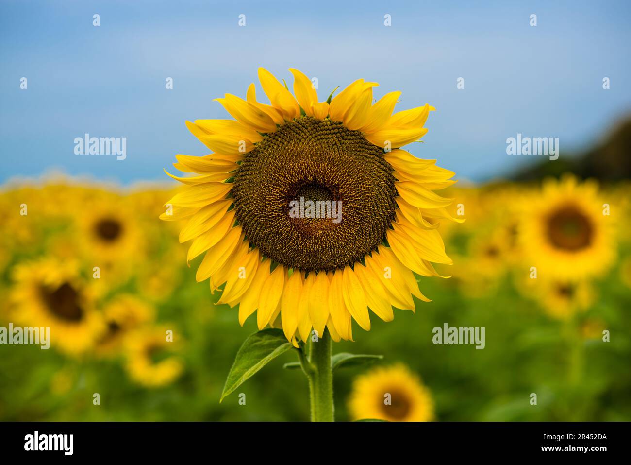 A stunning landscape of sunflowers in full bloom, illuminated by a ...