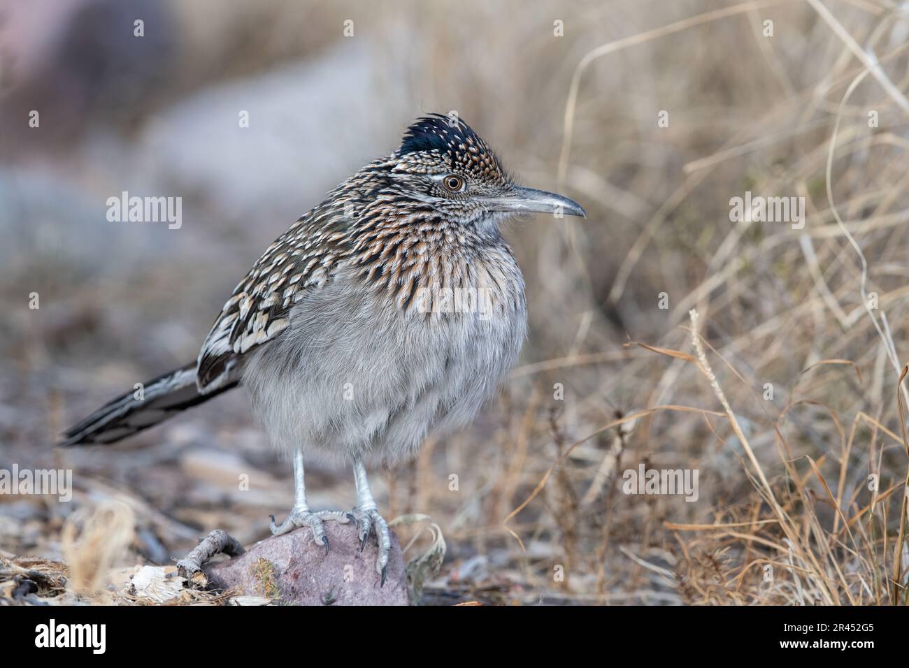 Closeup of a greater roadrunner on a rock Stock Photo - Alamy