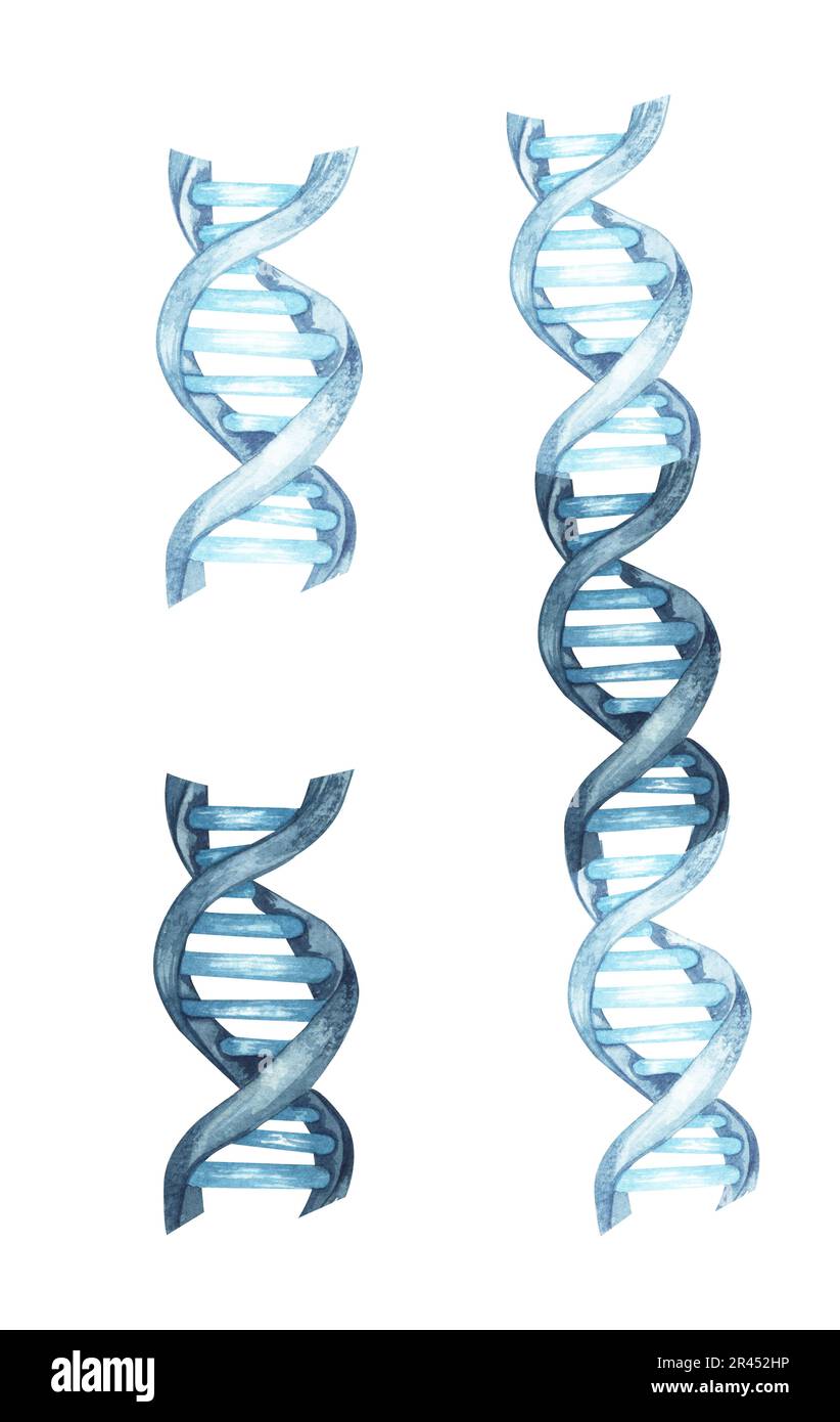 dna helix. Hand drawn watercolor illustration, isolated on white ...