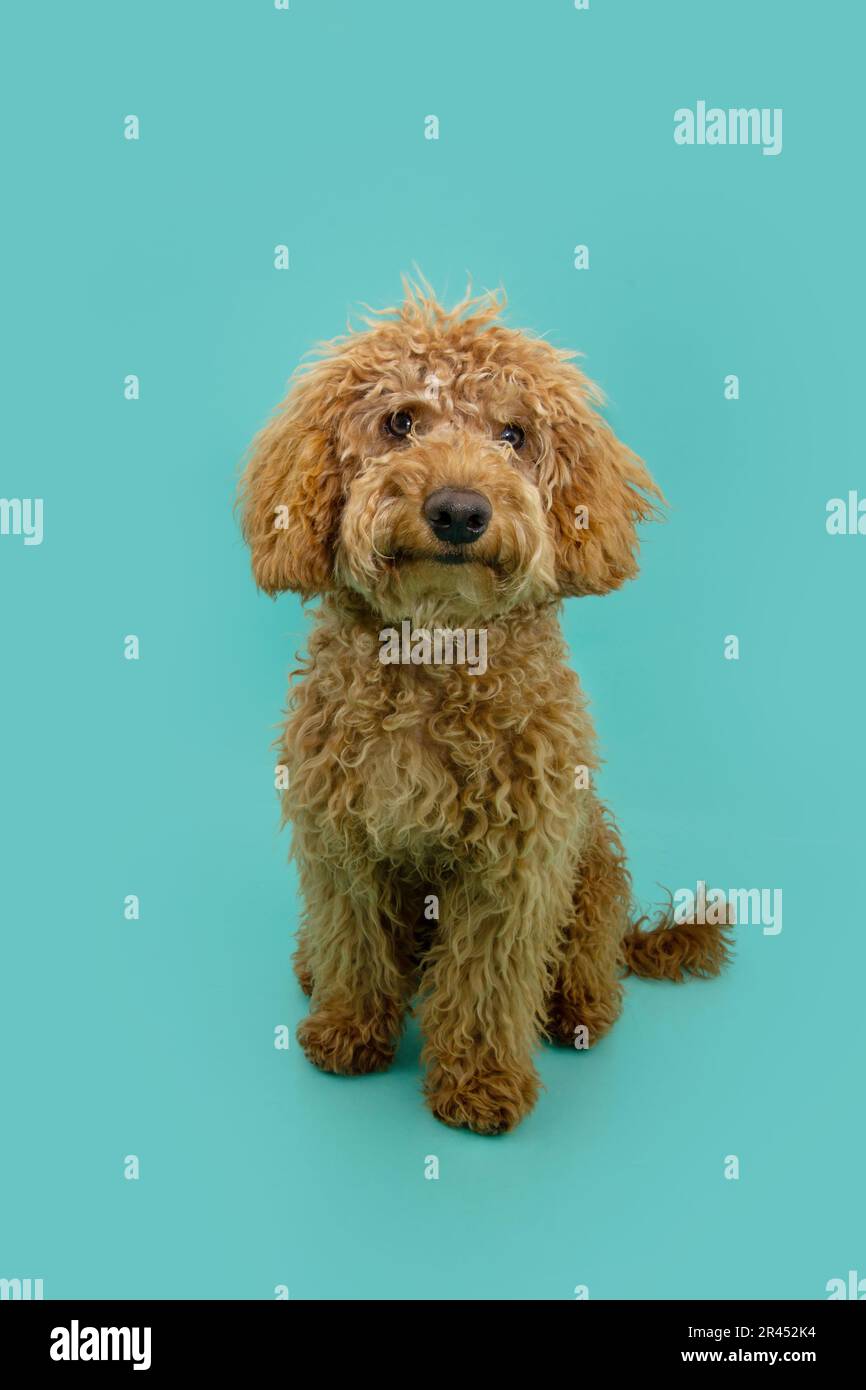 Red poodle hi-res stock photography and images - Alamy