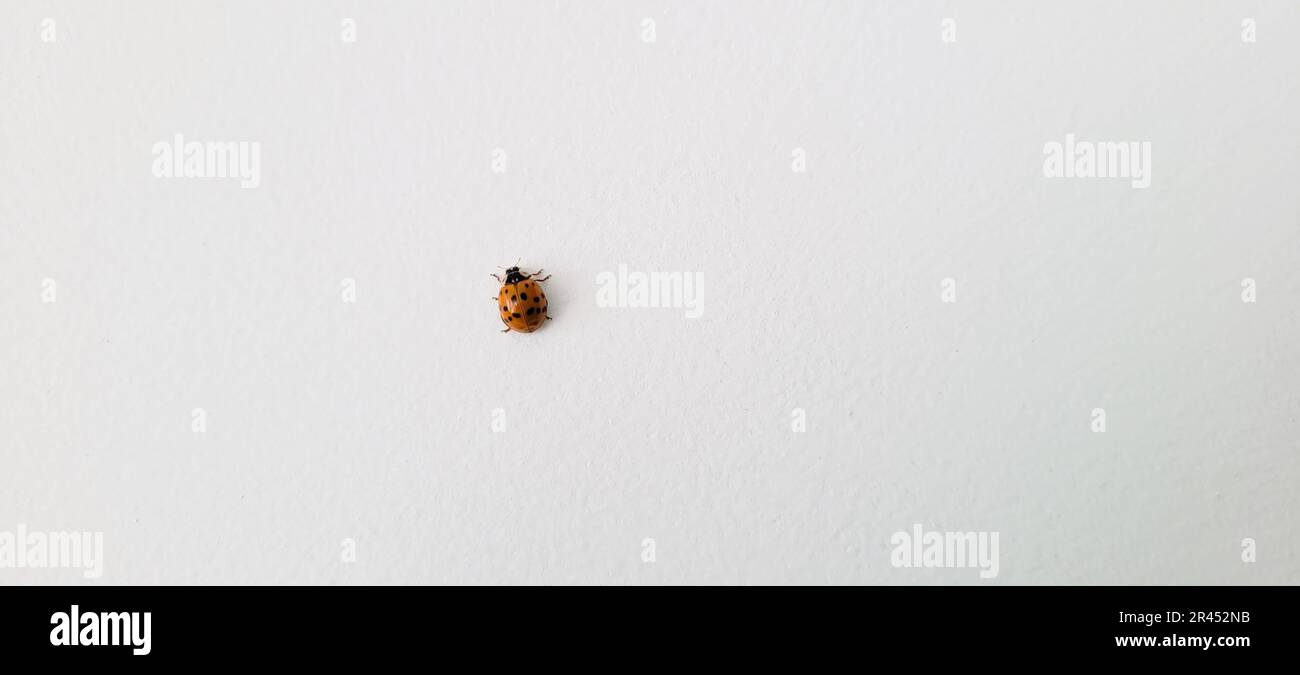 Ladybird at rest hi-res stock photography and images - Alamy