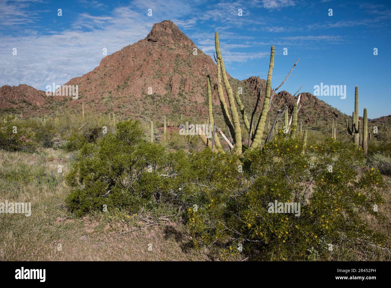 Puerto Blanco Drive, north end, blue sky, scenic, landscape, saguaro, cactus, desert, Sonoran ...