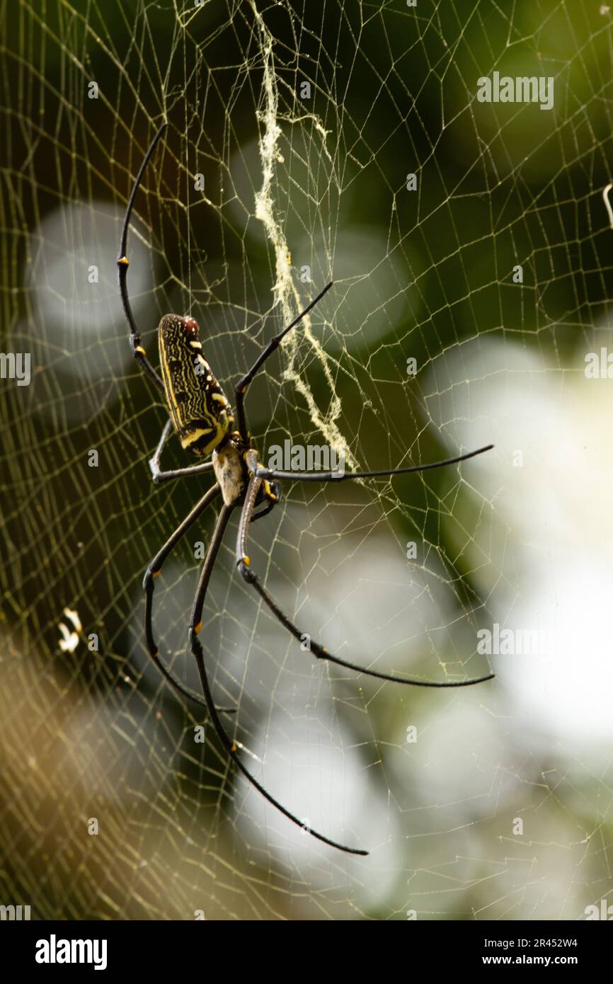 An intricate spider web with a spider perched in the center ...
