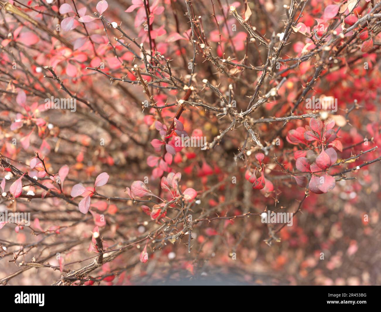 A vibrant bush with a range of multicolored foliage spreading out in ...