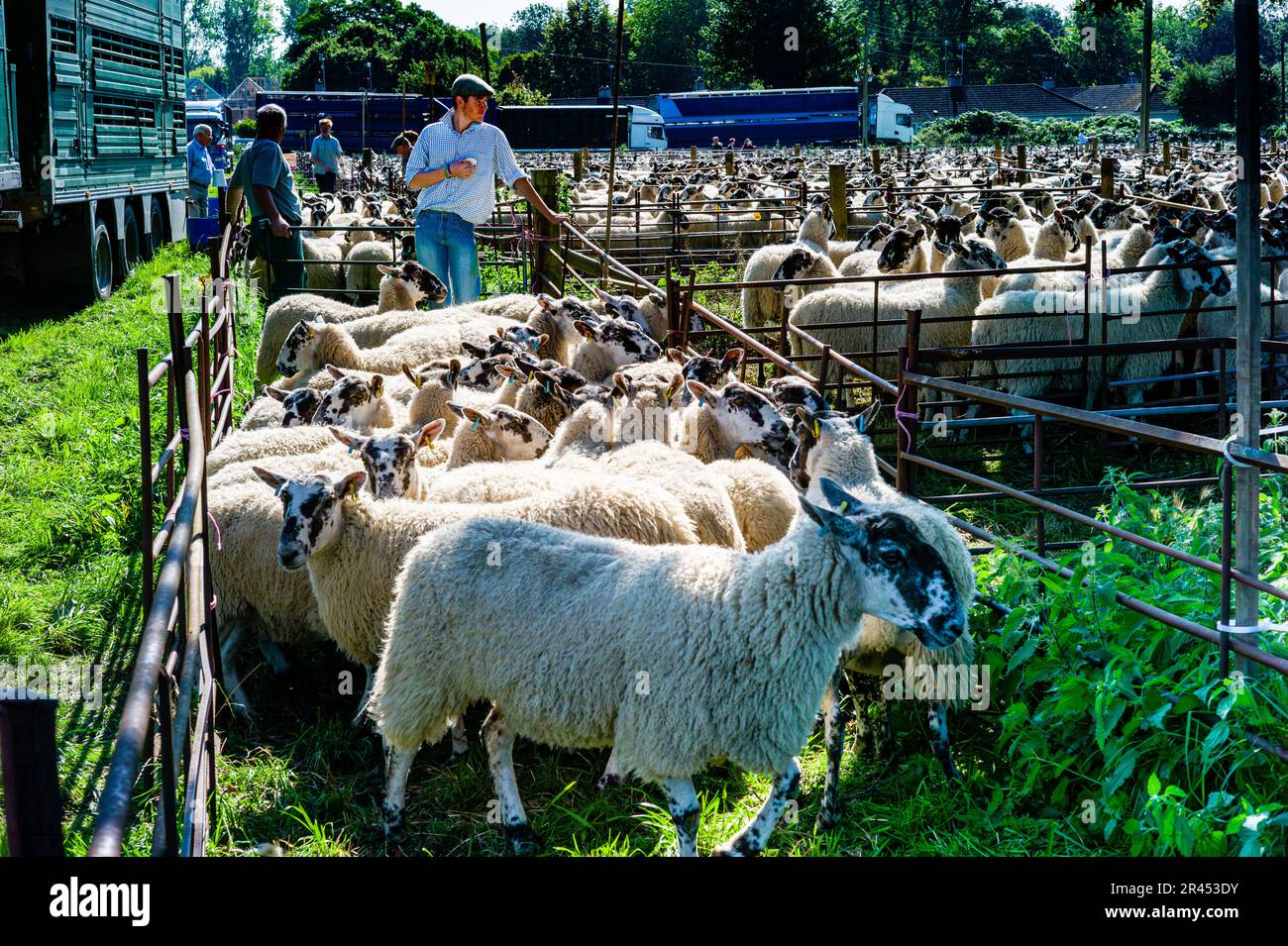 Taken at the traditional Wilton Sheep Fair in Wiltshire, England Stock ...