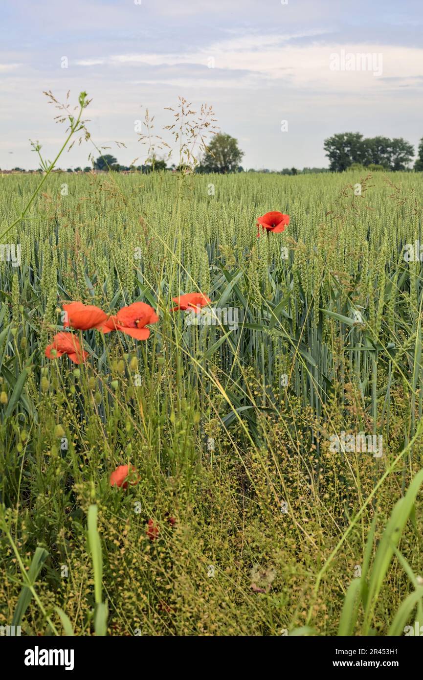 Dry irrigation channel full of blooming poppies between cultivated ...